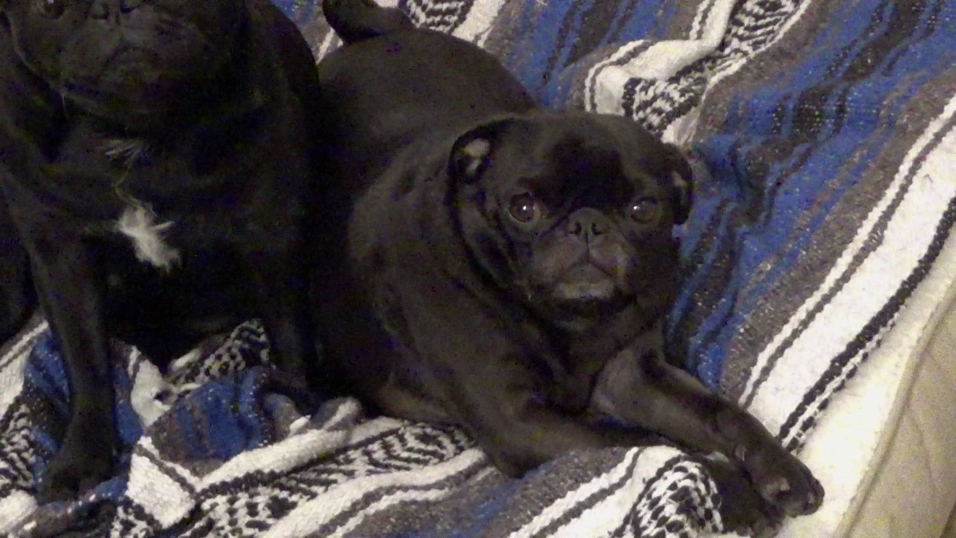 Watch dog-impossible only on Watcho