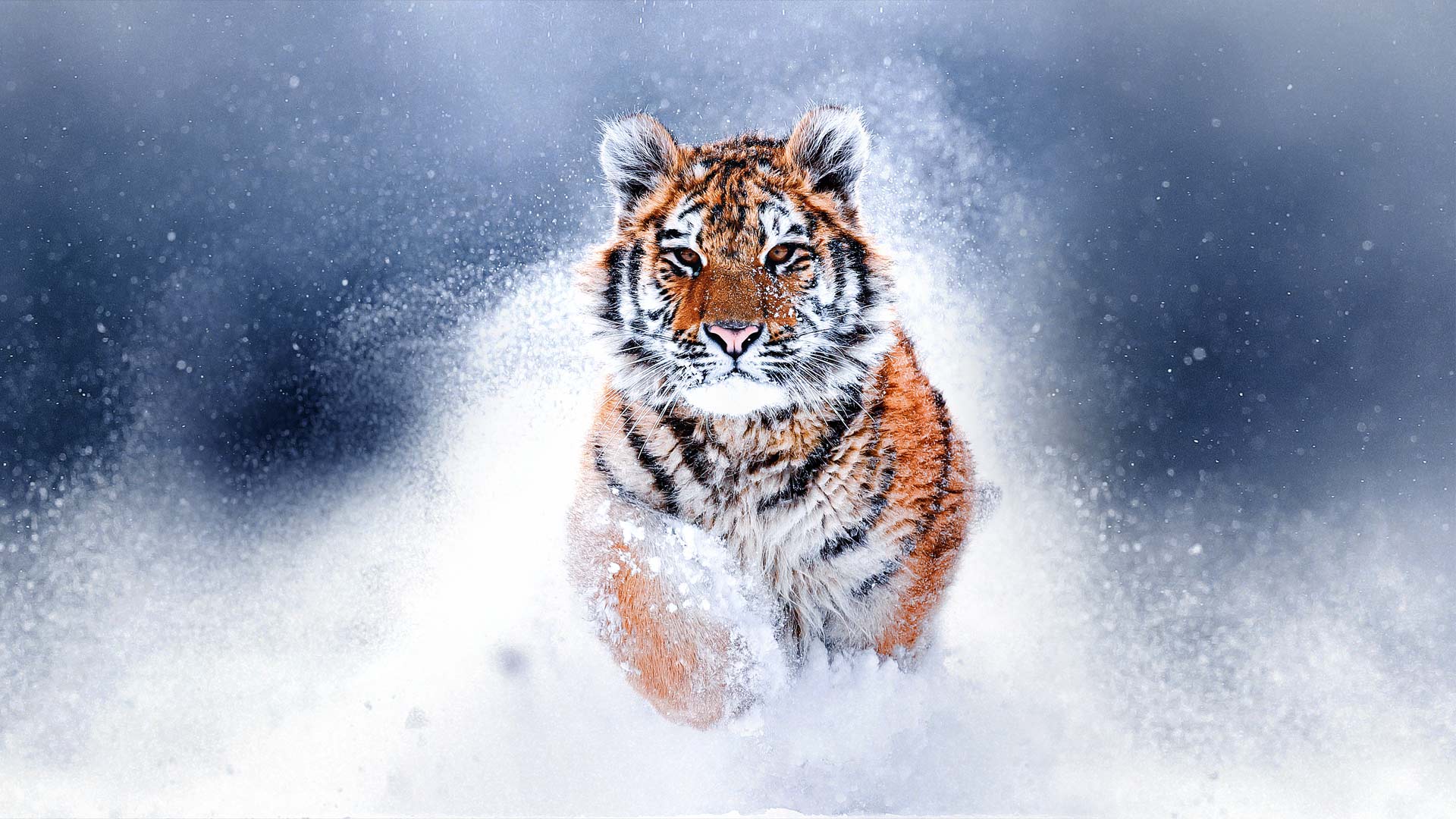 Russia's Wild Tiger - Disney+ Hotstar