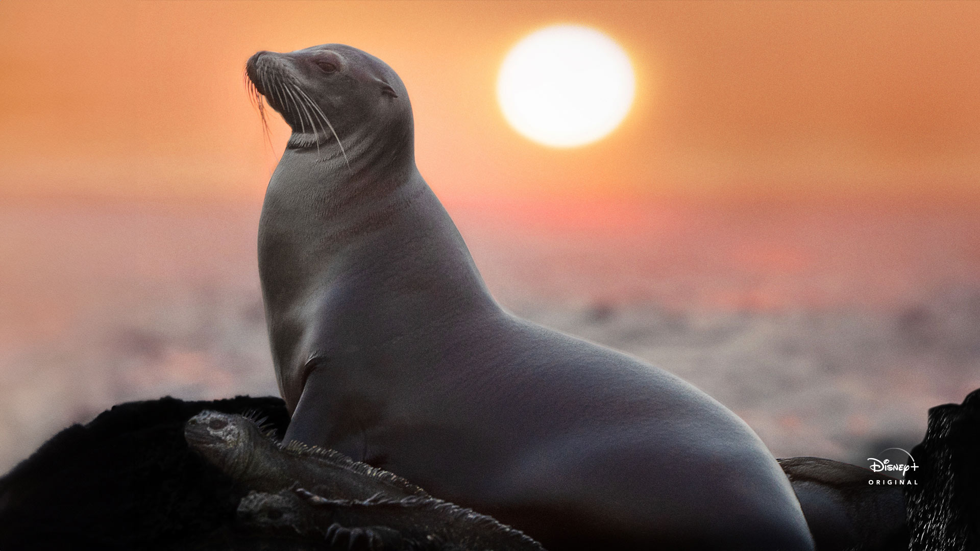 Sea Lions of the Galapagos full movie. Documentary film di Disney+.